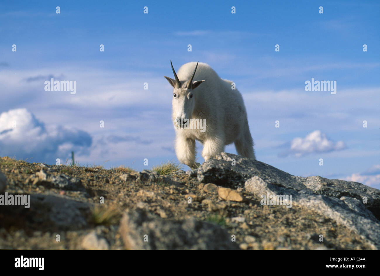 Female Rocky Mountain goat on rocky ledge Stock Photo - Alamy