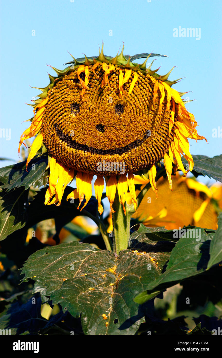 Funny face sunflower Stock Photo - Alamy