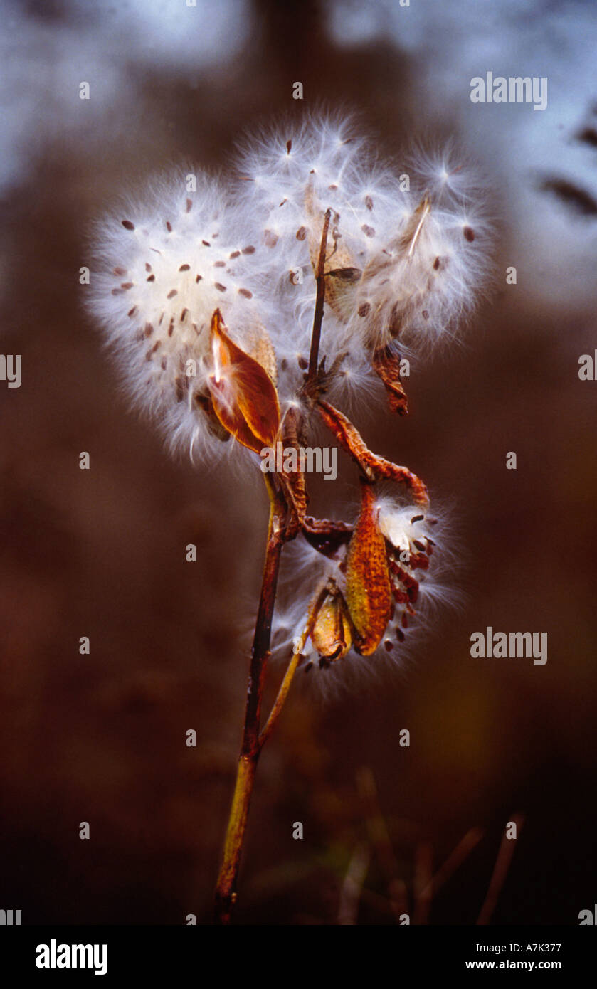 Milk weed pod open Stock Photo - Alamy