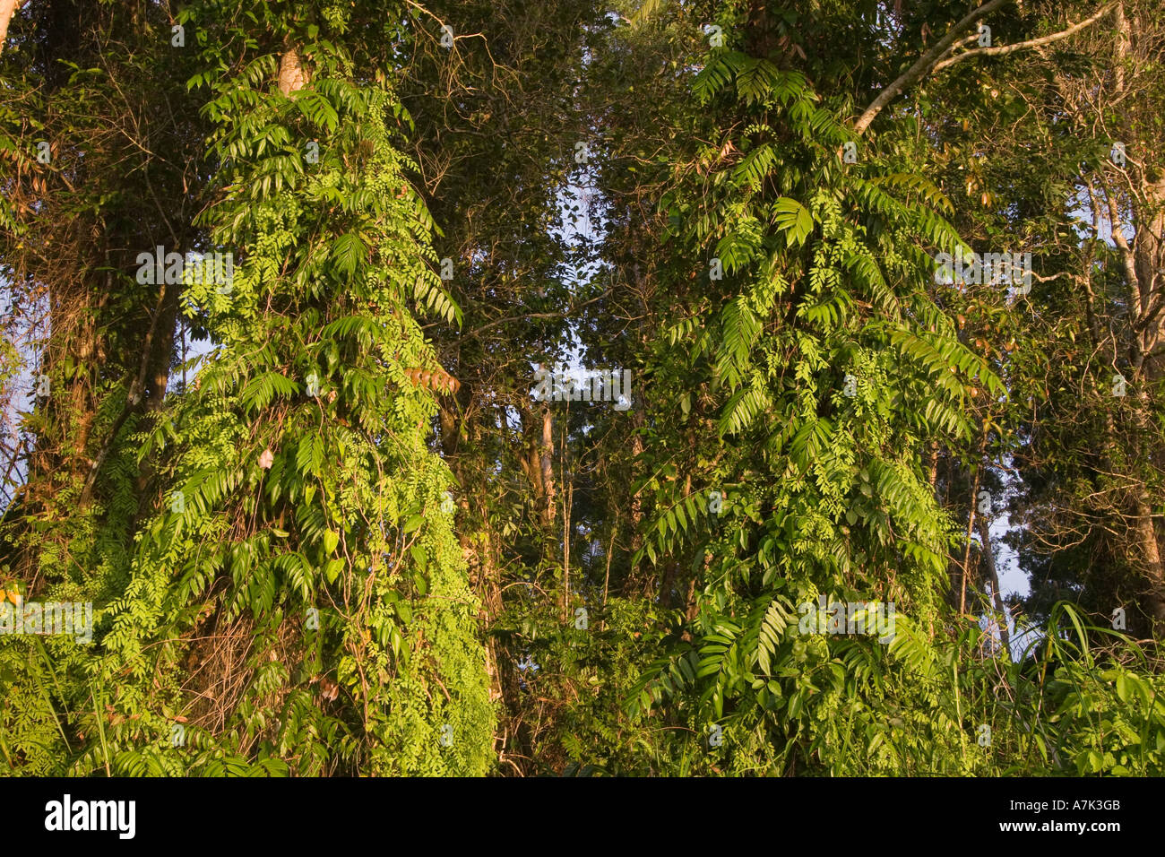 Ferns and other plants grow on a tree in the unique savanna ecosystem ...