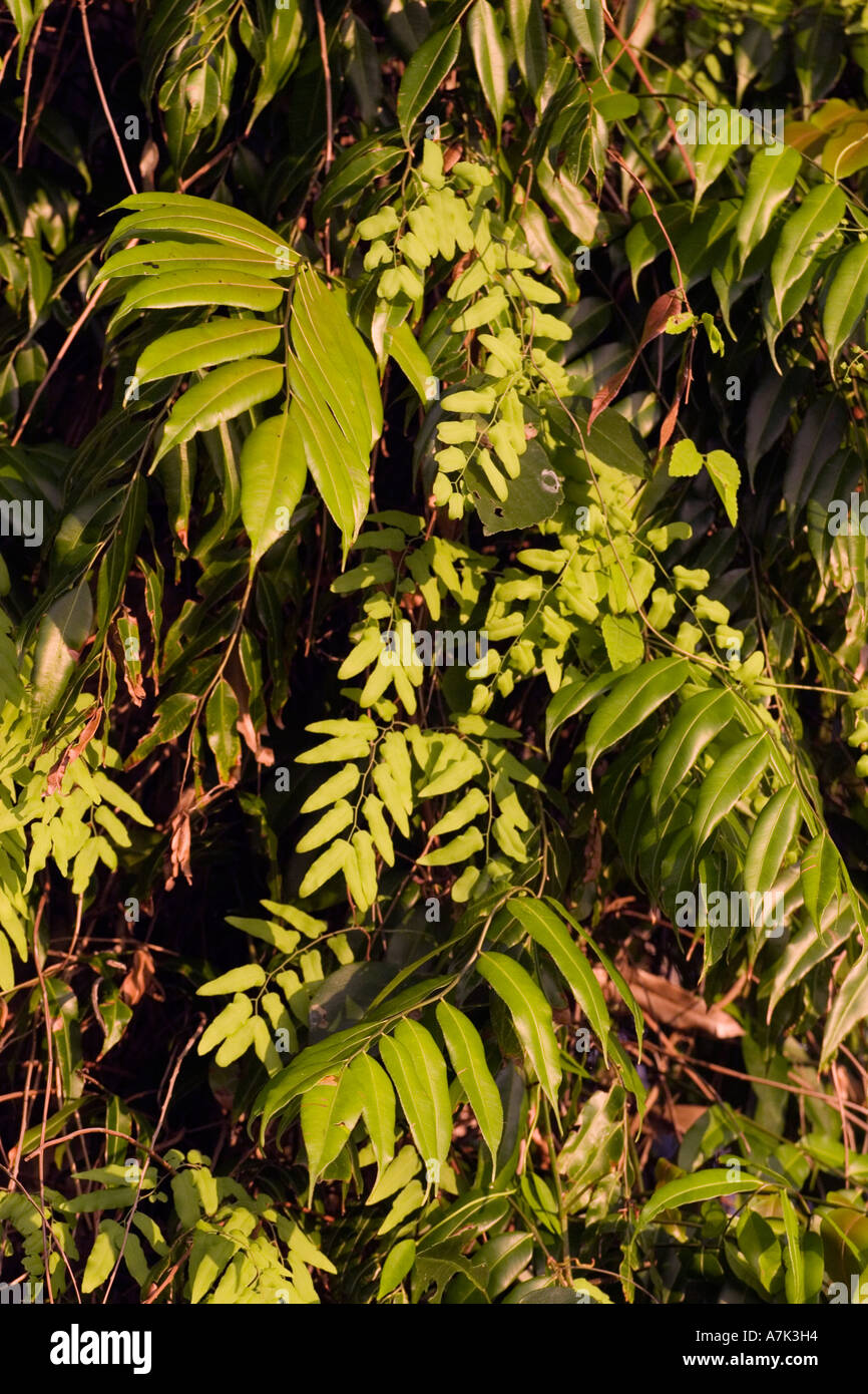 Ferns and other plants grow on a tree in the unique savanna ecosystem ...
