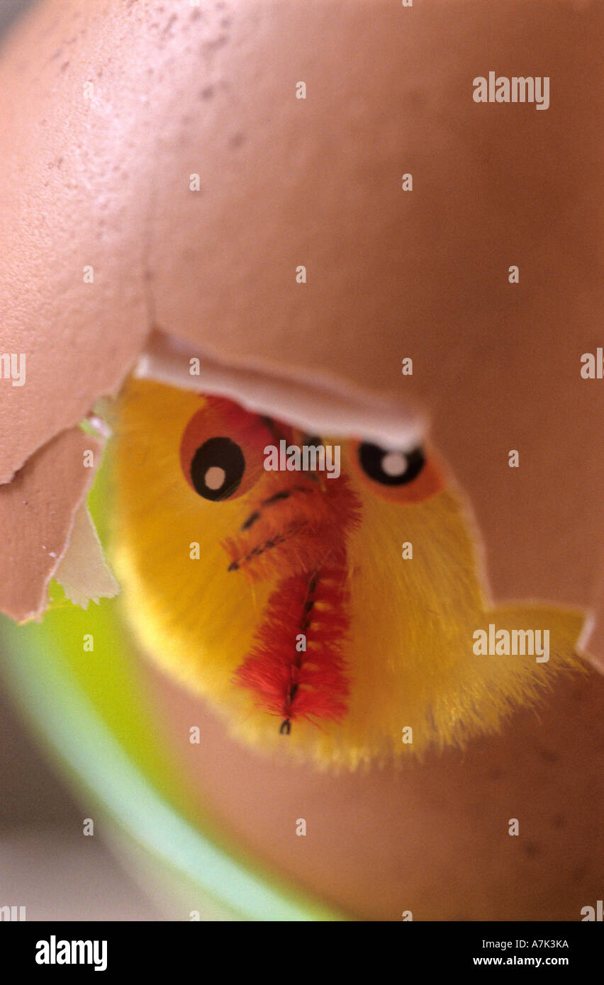 Chick and broken egg shell hi-res stock photography and images - Alamy