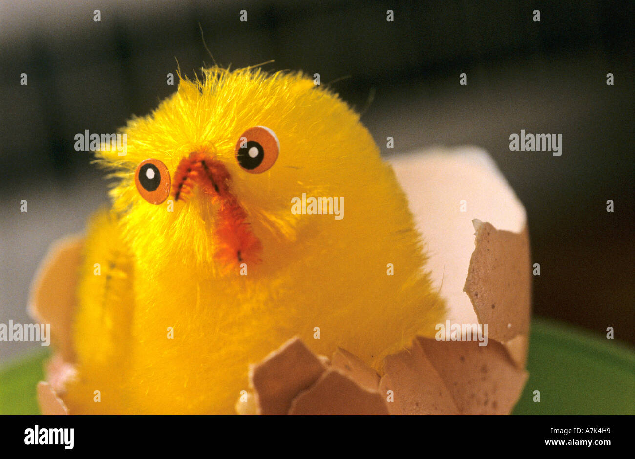 Chick and broken egg shell hi-res stock photography and images - Alamy