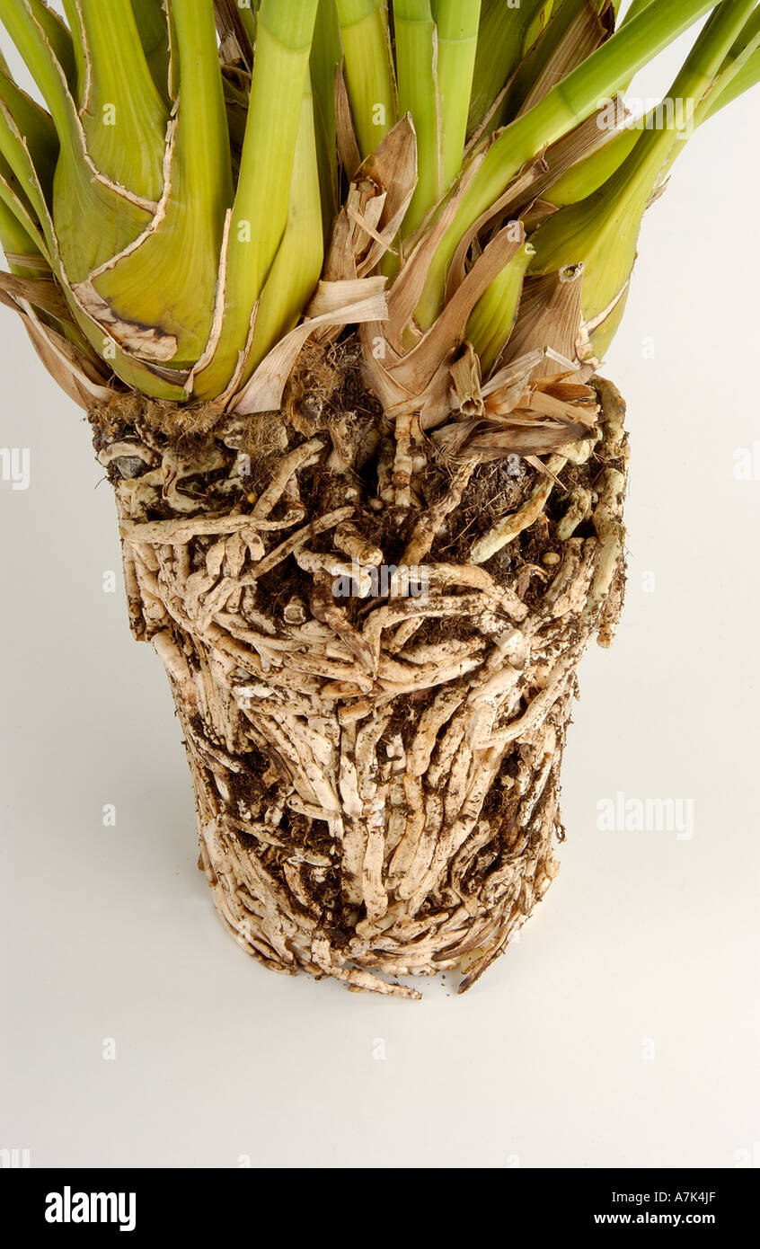 Phalaenopsis orchid roots hi-res stock photography and images - Alamy