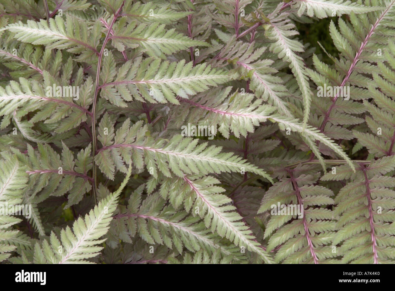 Athyrium niponicum 'Pictum'. Japanese painted fern Stock Photo - Alamy