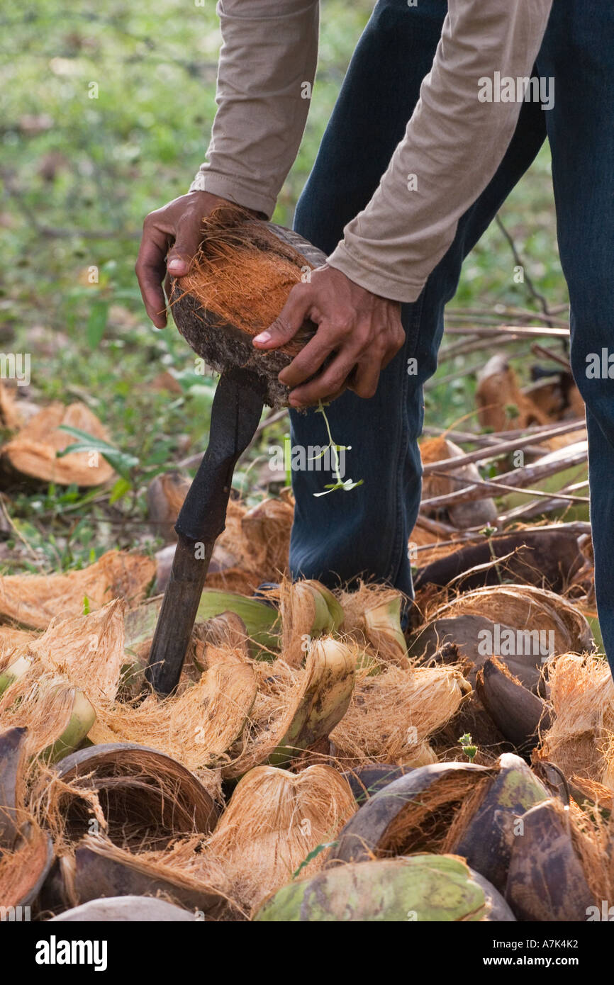 Husking coconut in the village of Tung Nang Dam located on the North ...