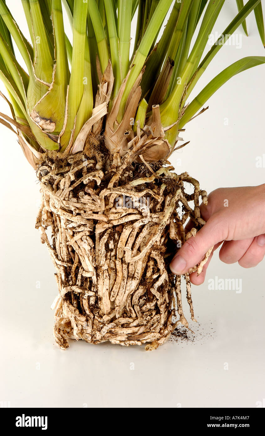 A Phalaenopsis Orchid root system being teased apart in preparation for ...