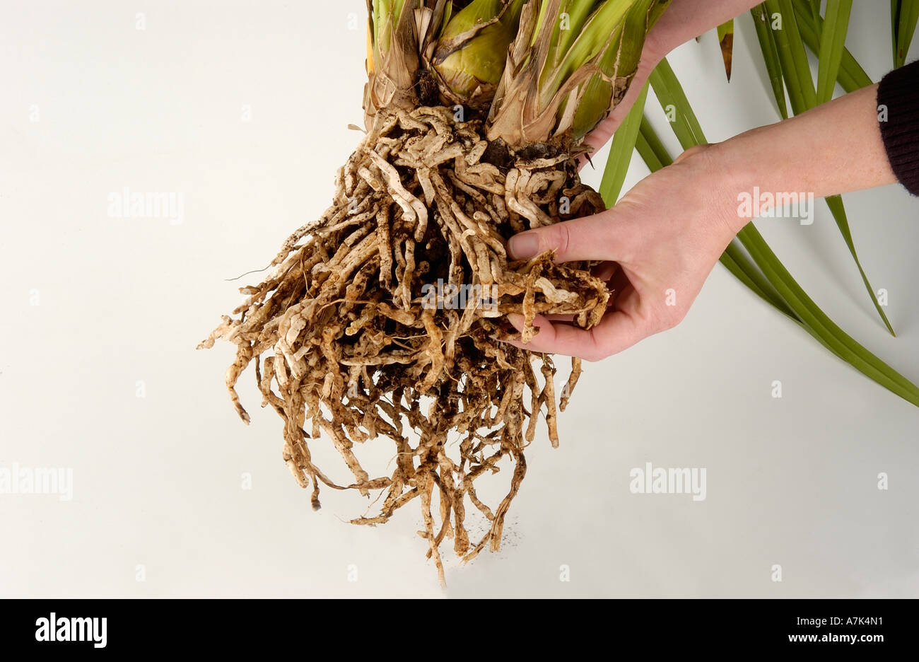 Orchid root system hi-res stock photography and images - Alamy