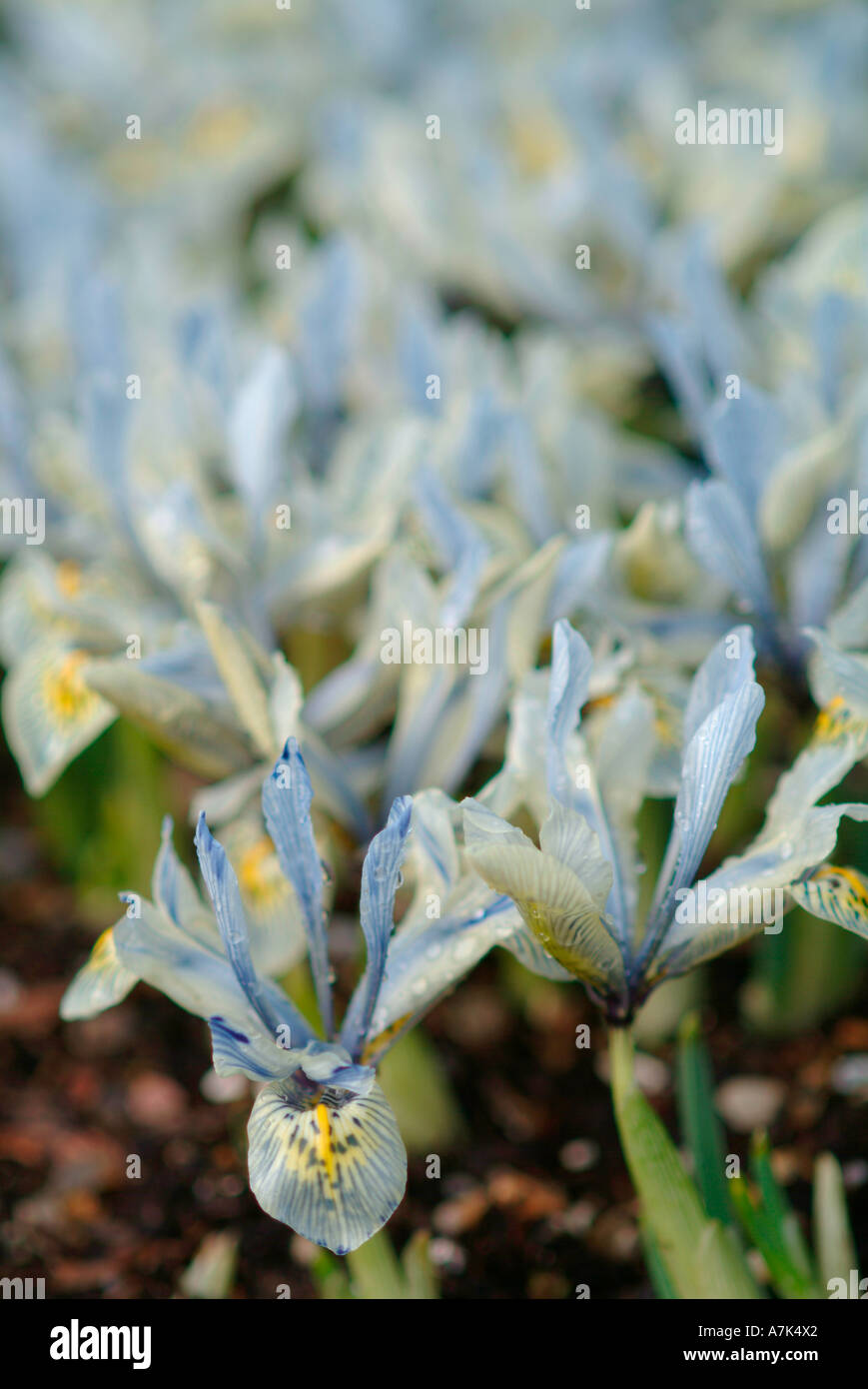 Iris histroides 'Katharine Hodgkin' Stock Photo - Alamy