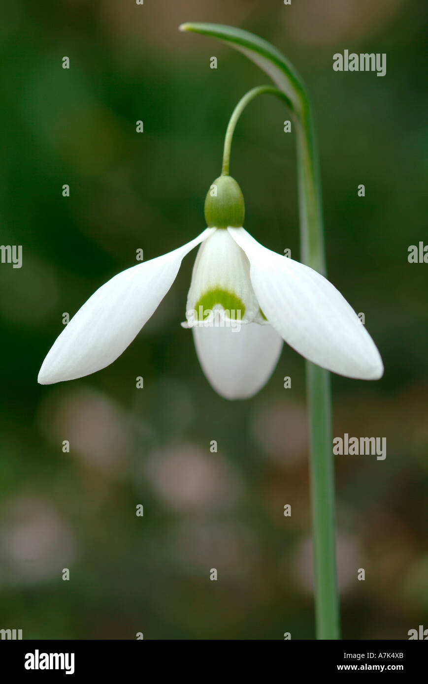 The mighty atom hi-res stock photography and images - Alamy