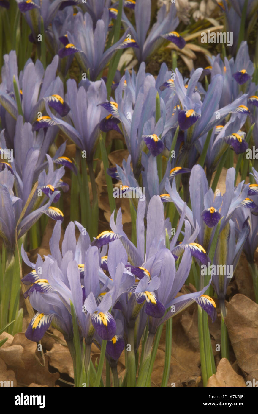 Iris gordons hi-res stock photography and images - Alamy
