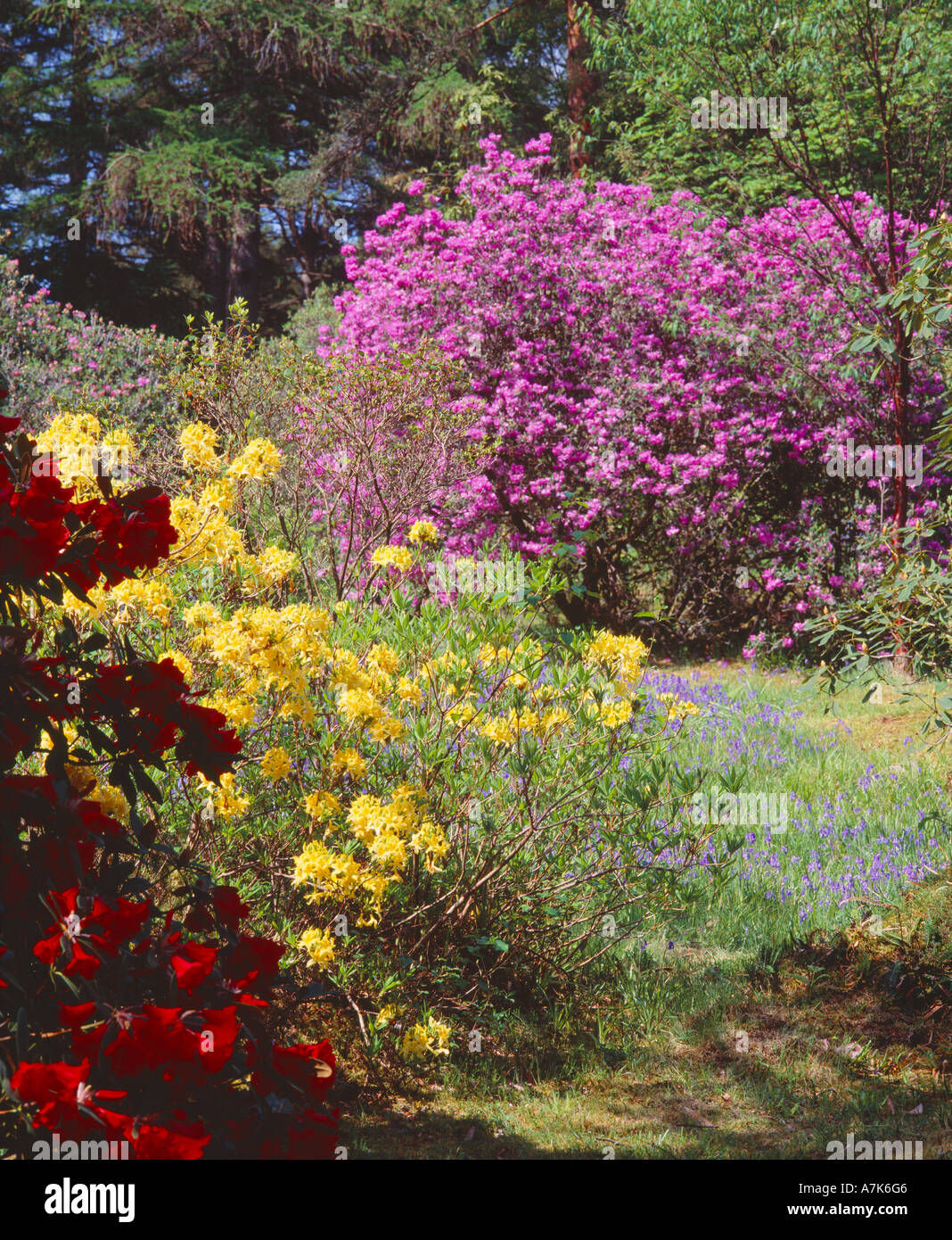 Scotland scottish shrub argyll hi-res stock photography and images - Alamy