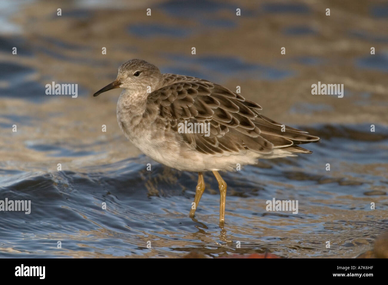 Ruff sea hi-res stock photography and images - Alamy