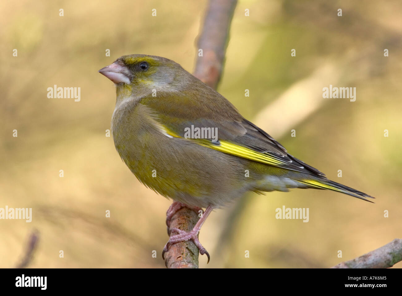Greenfinch in trees hi-res stock photography and images - Alamy