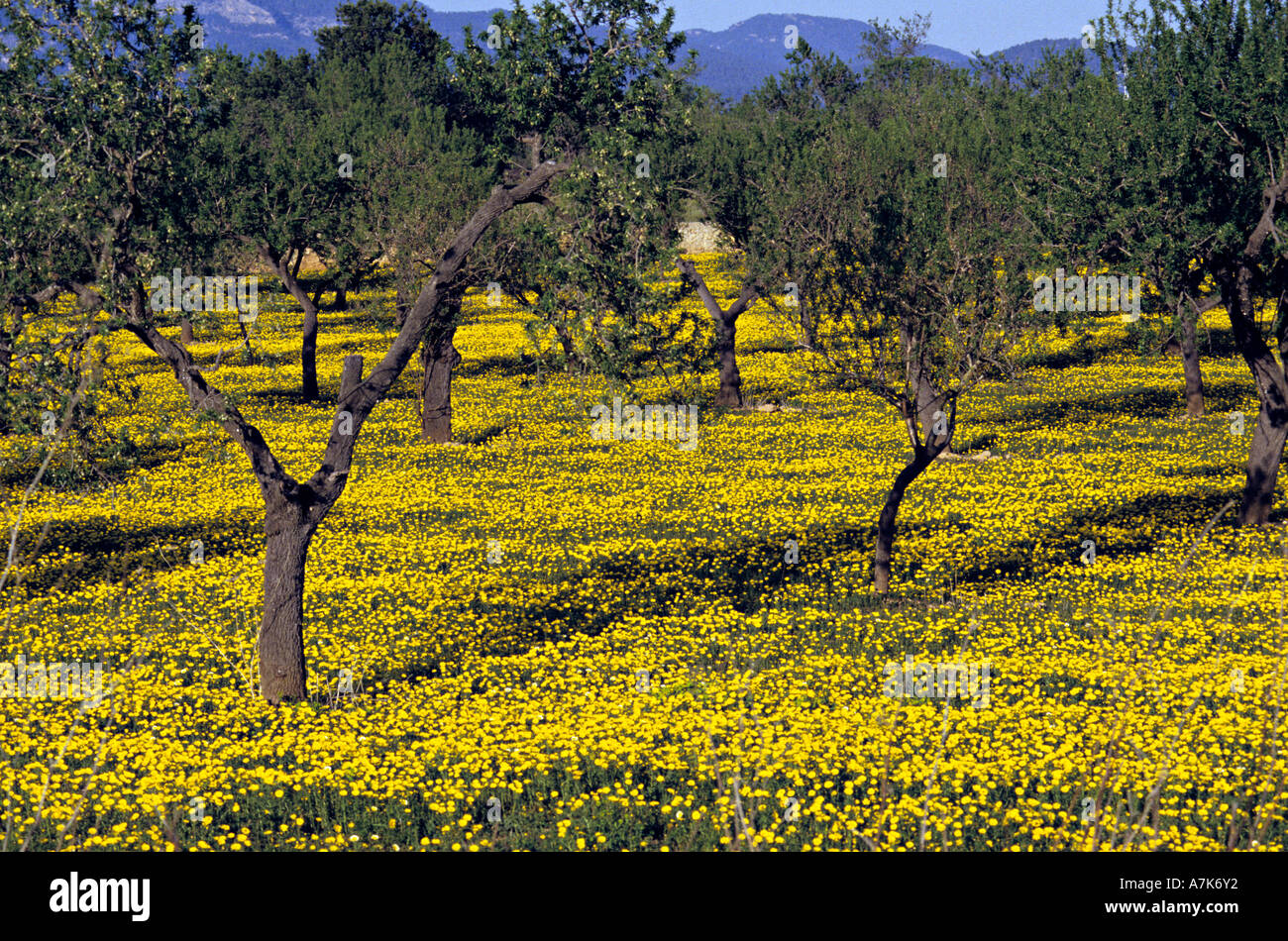 Olive trees mallorca hi-res stock photography and images - Alamy