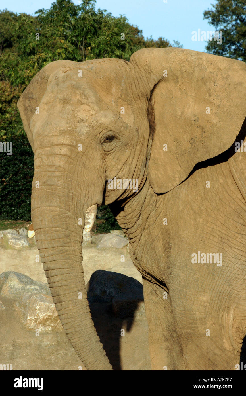 Upright Elephant Ears High Resolution Stock Photography and Images - Alamy