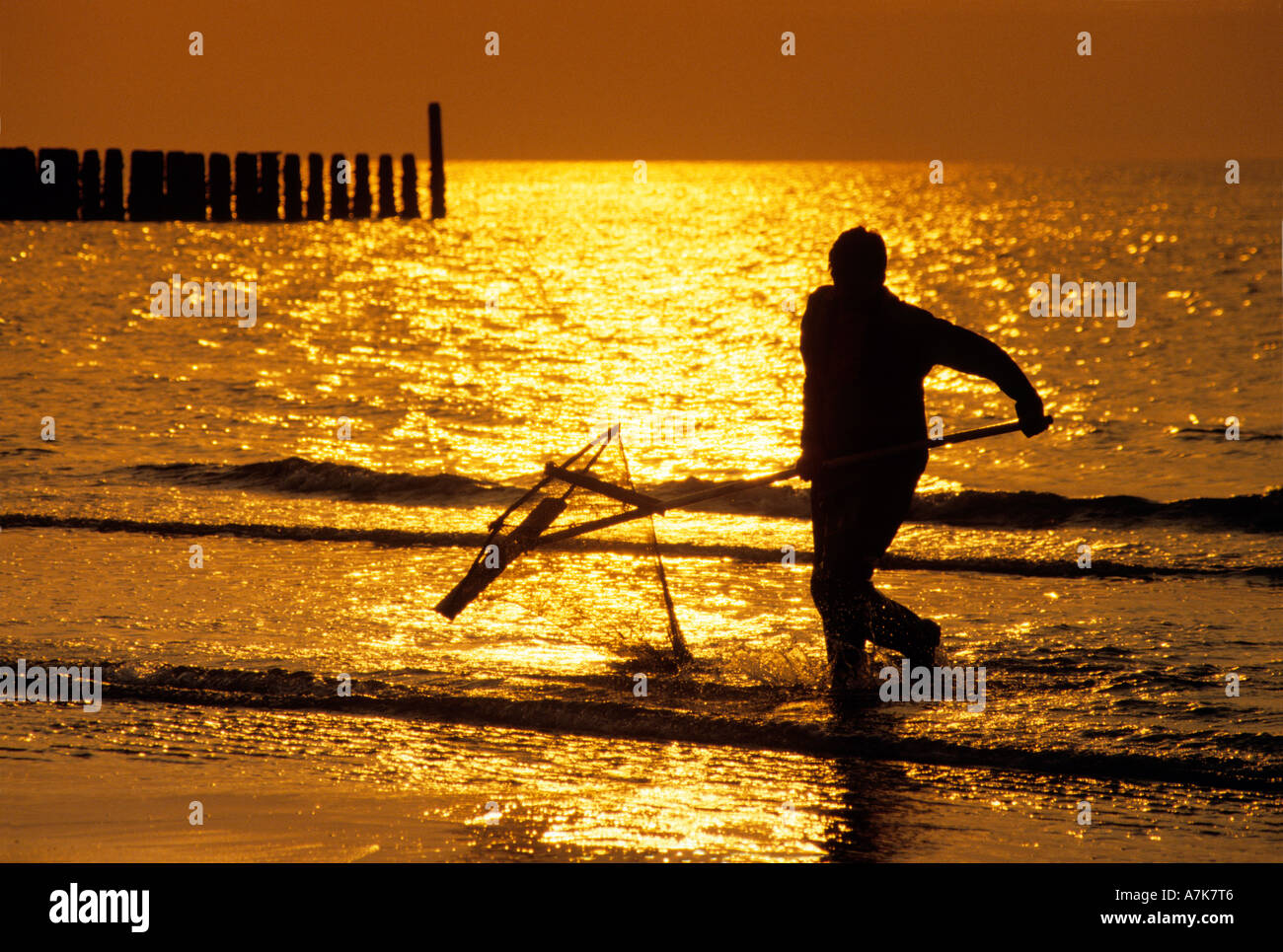 Man shrimp net fishing at sunset on beach at Domburg Zeeland Holland ...