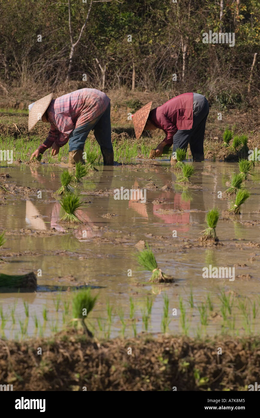 Laotian women plant rice near the village of Ban Xao near Luang Brobang ...