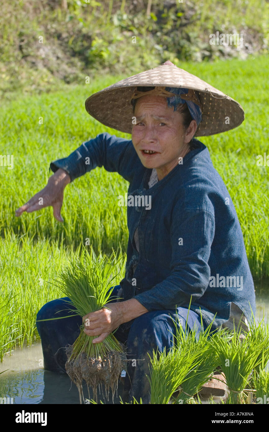 Laotian woman plants rice near the village of Ban Xao near Luang ...