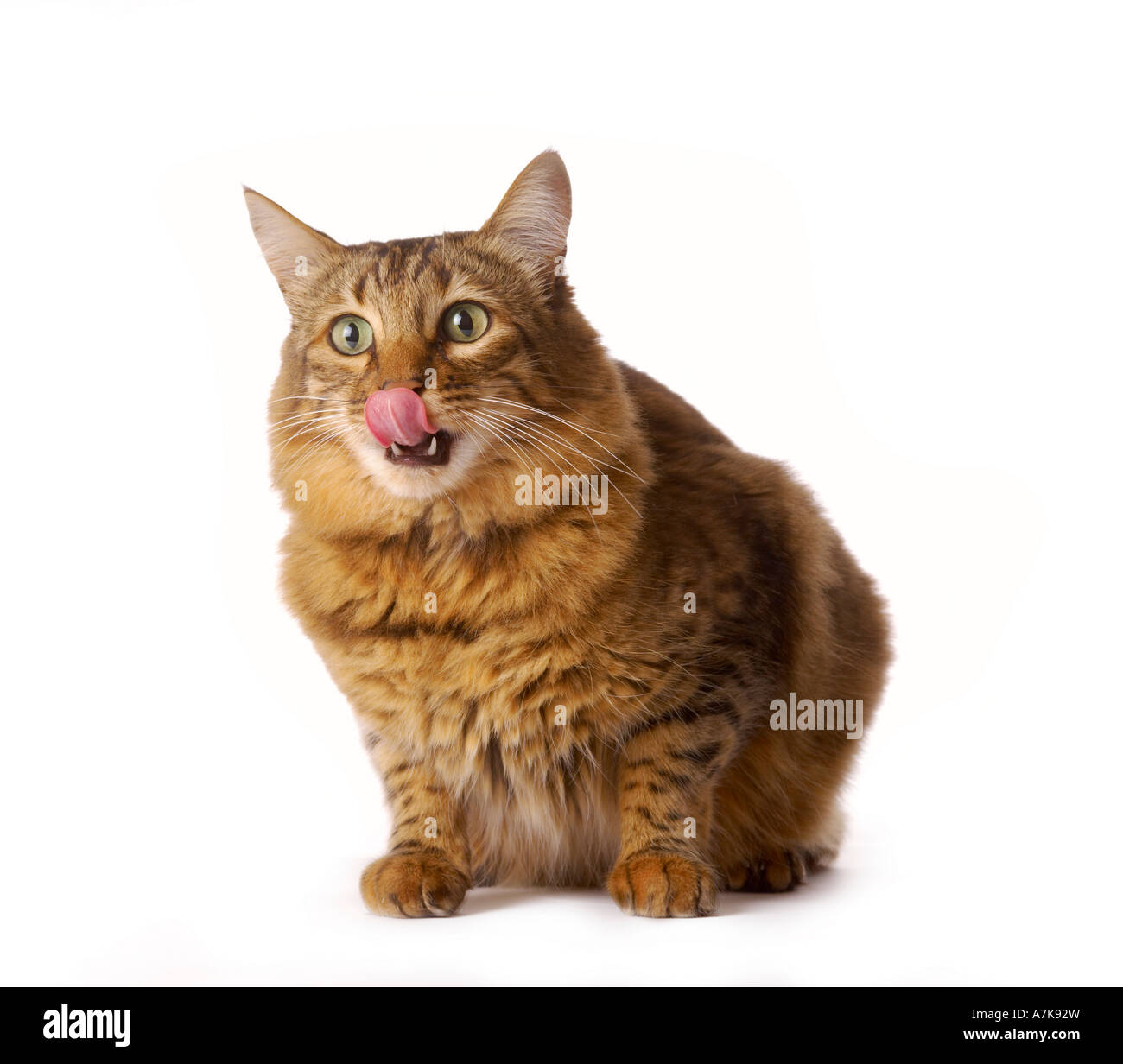 Domestic cat crouched down on a white background licking its lips Stock ...