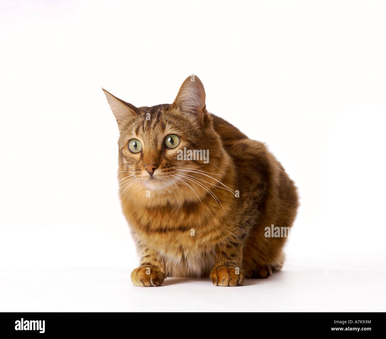 Domestic Bengal cat crouching down on a white background, looking out ...