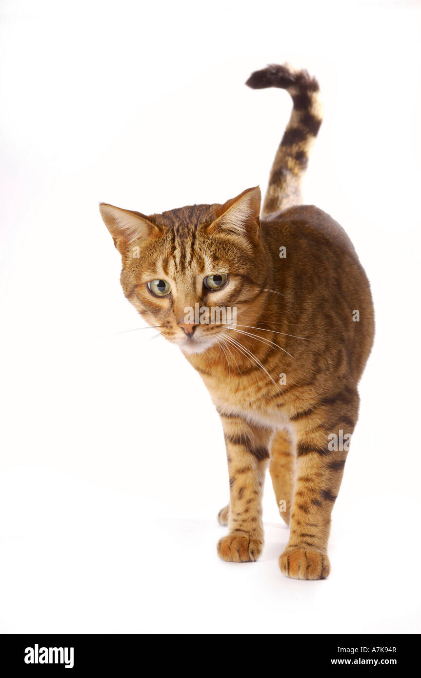 Warily hi-res stock photography and images - Alamy