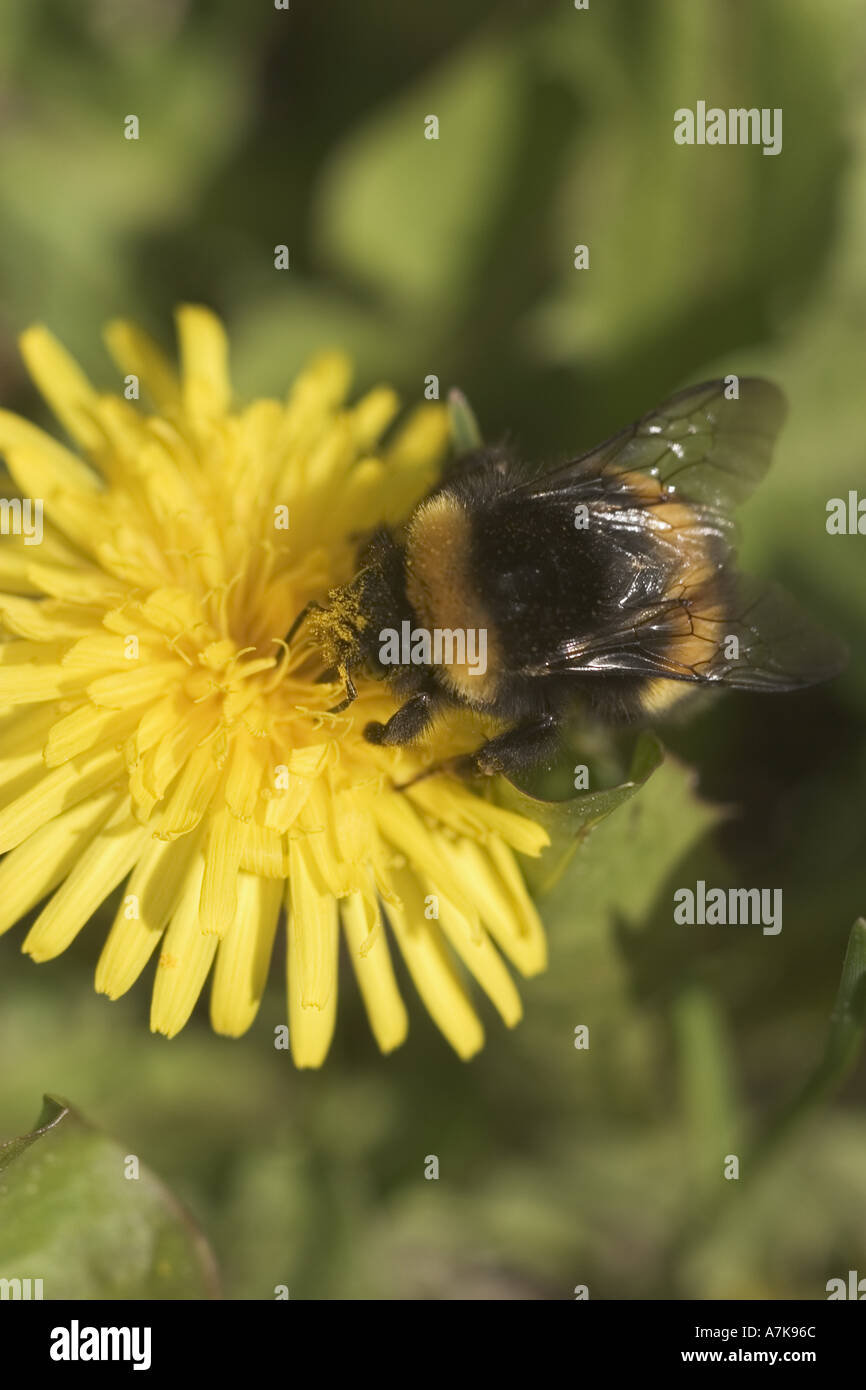 Lapping flames hi-res stock photography and images - Alamy