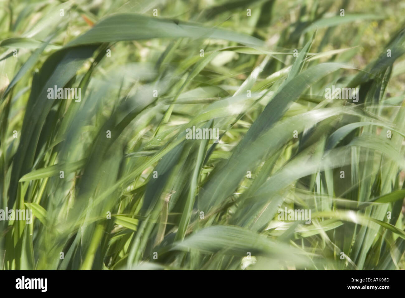 Lapping flames hi-res stock photography and images - Alamy