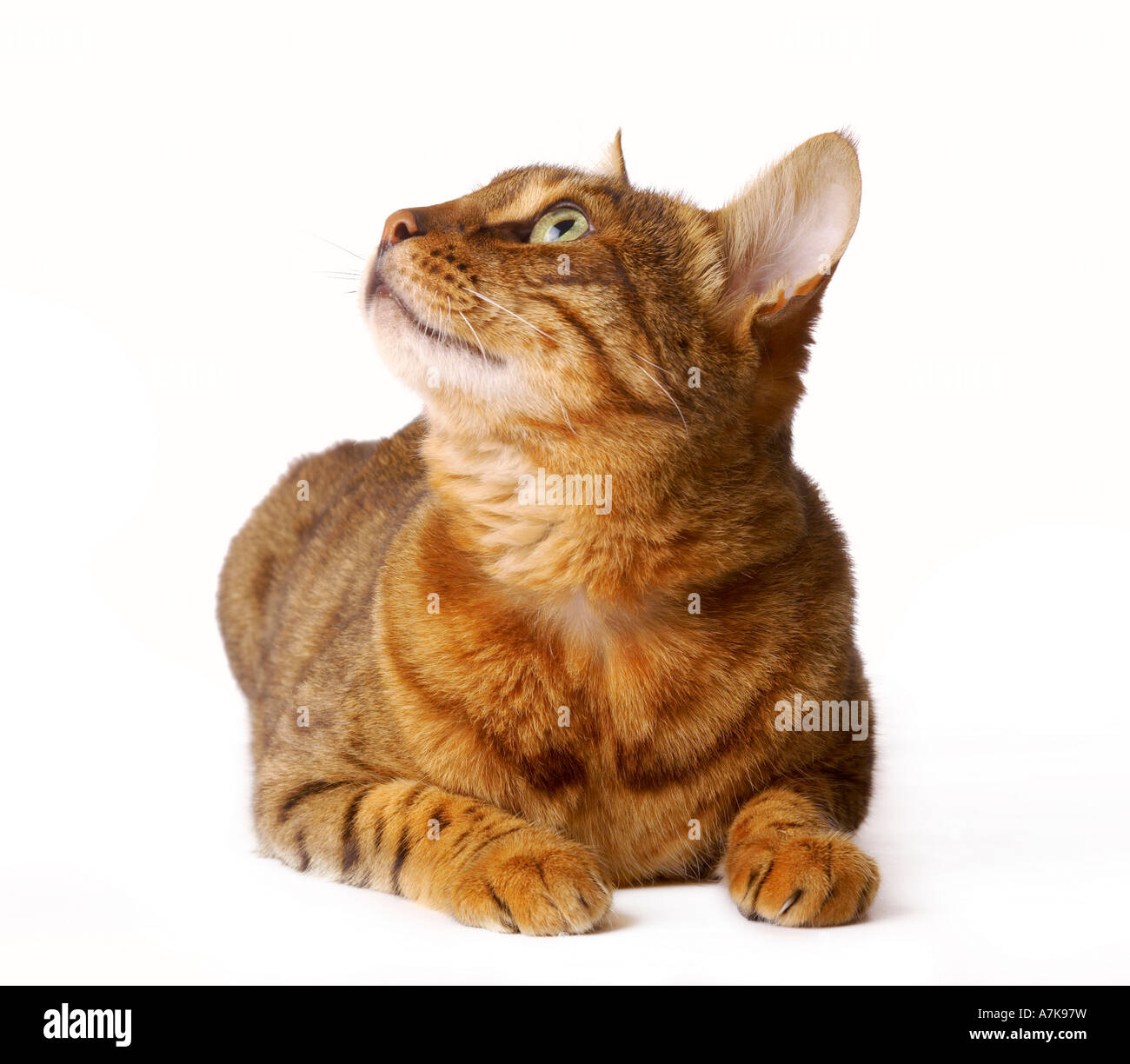 Cat Looking To The Left