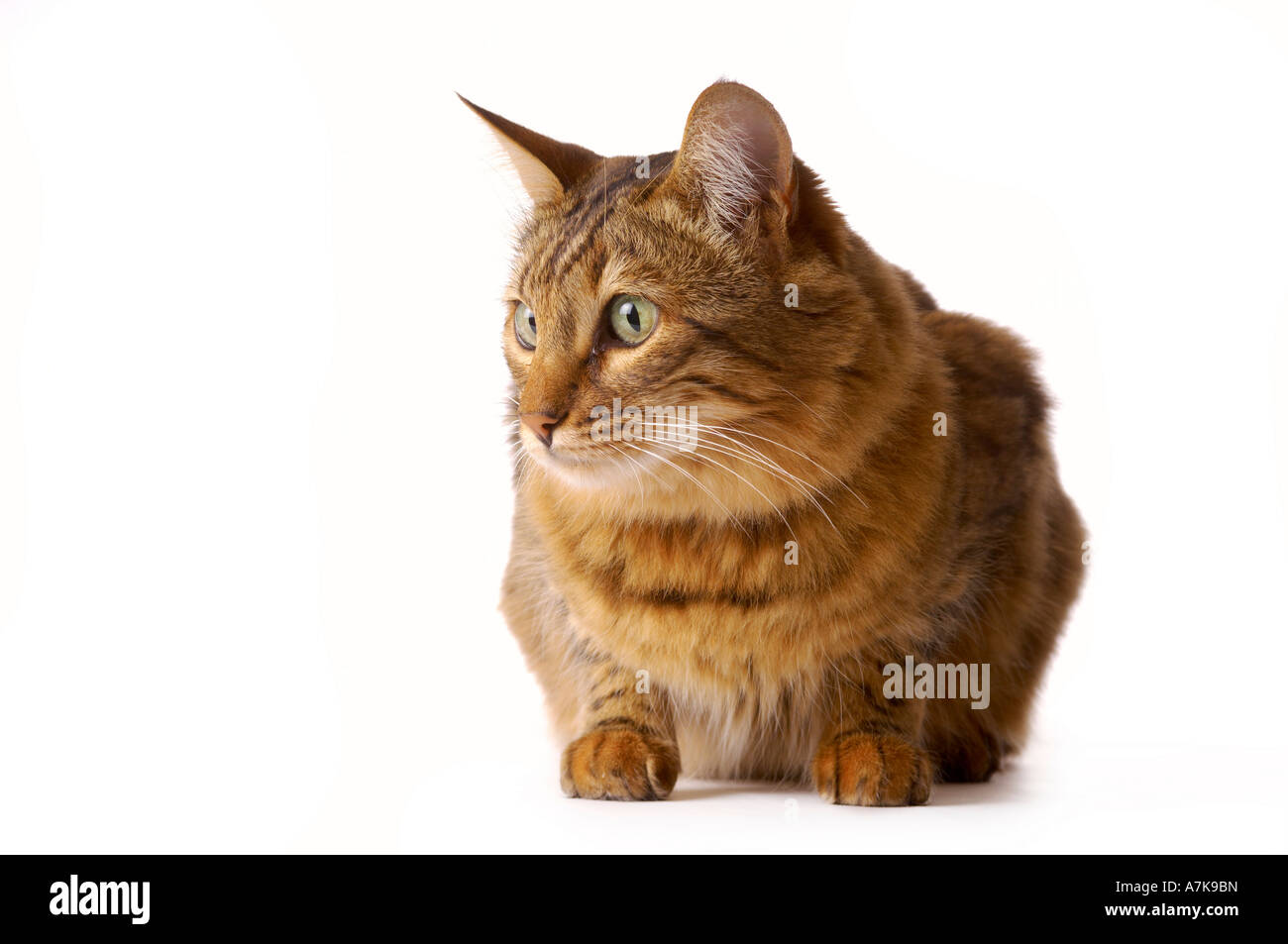 Domestic Bengal cat crouching down on white background looking out of ...