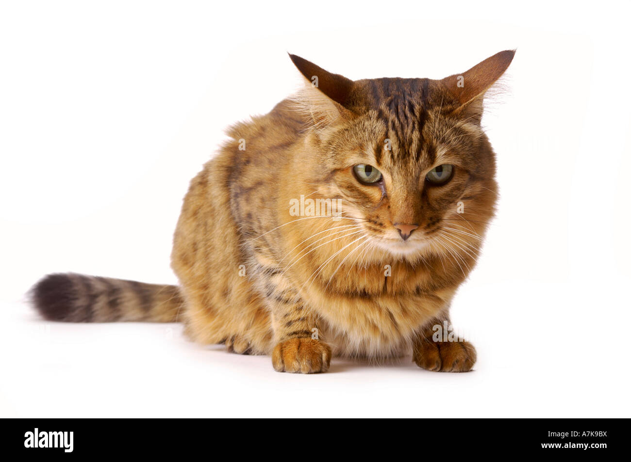 Domestic Bengal cat crouching down on white background looking at ...