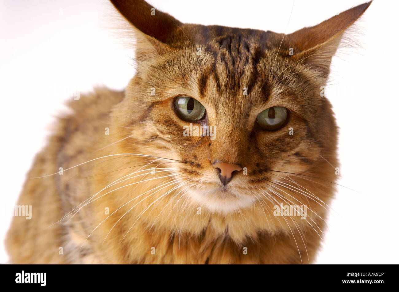 Cat looking camera close Cut Out Stock Images & Pictures - Alamy