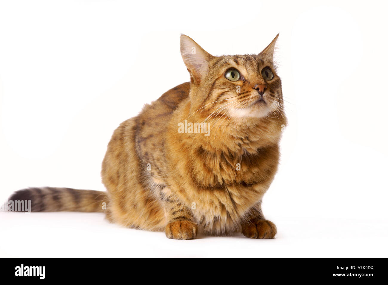 Bengal cat crouching down on white background looking up Stock Photo ...