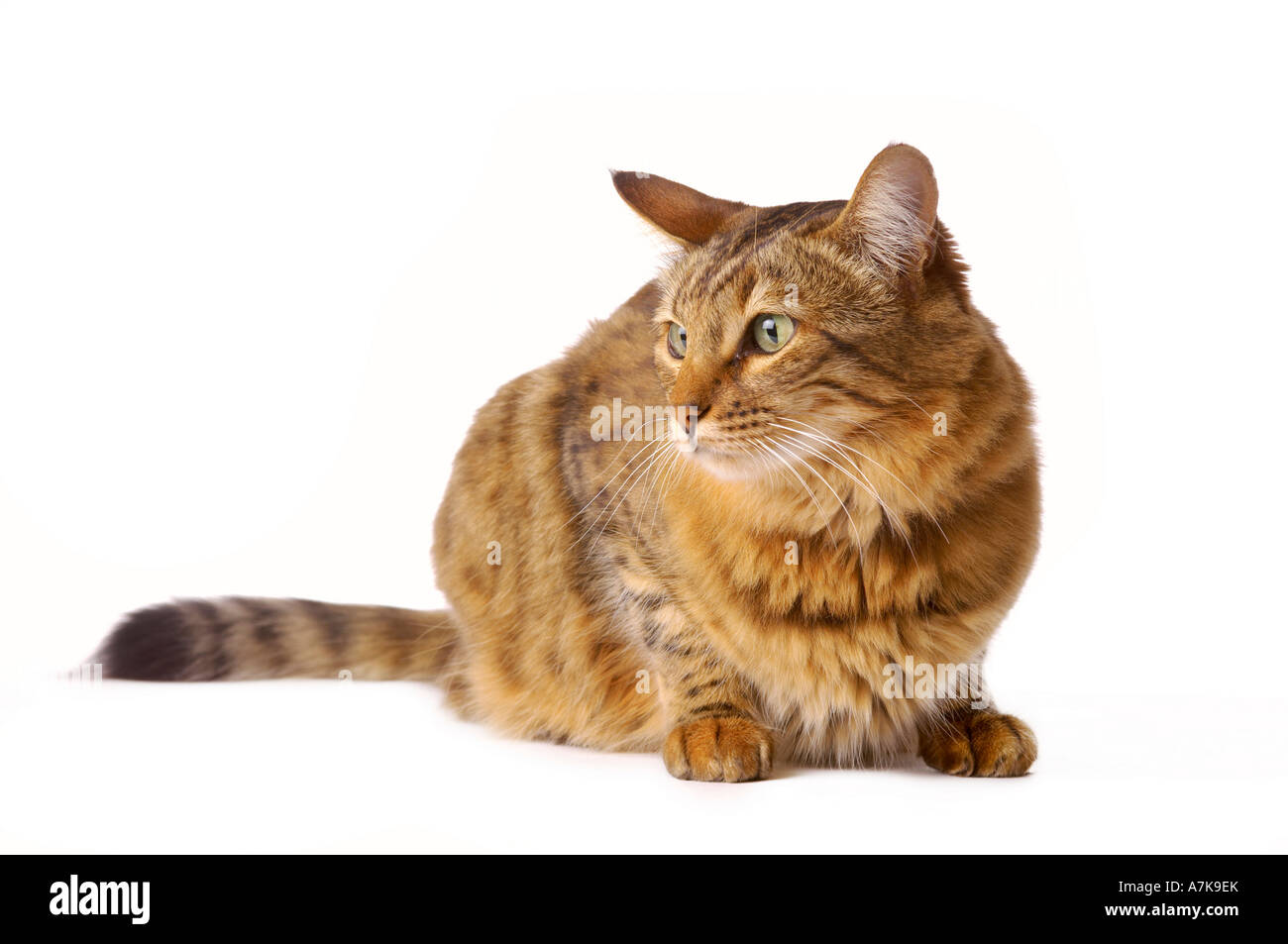 Cat looking to the left hi-res stock photography and images - Alamy