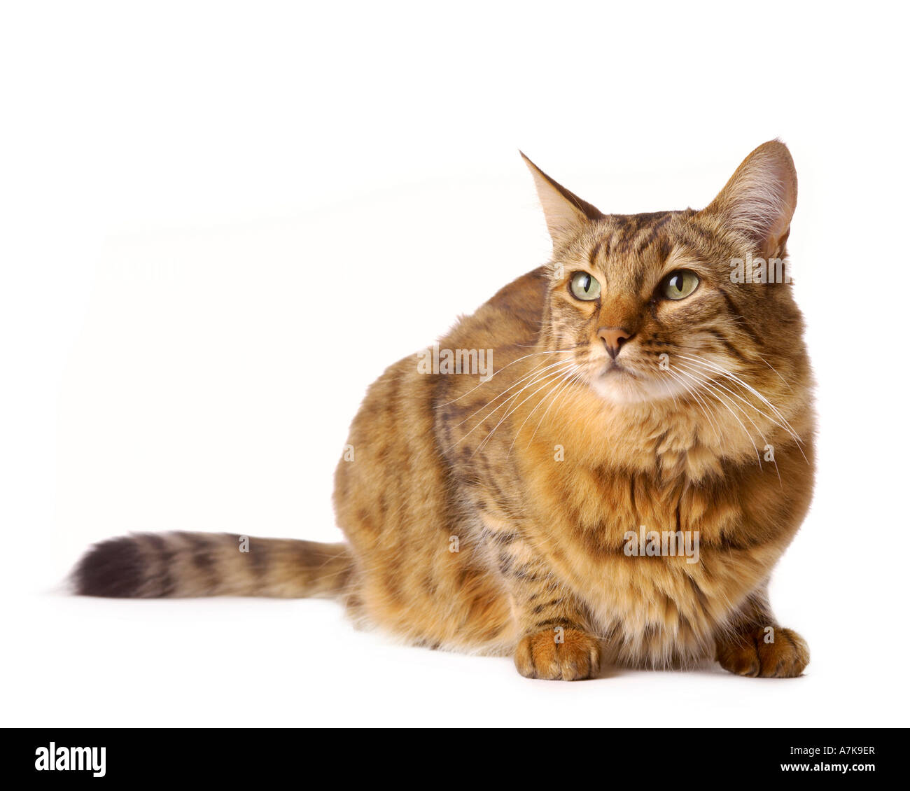 Cat Looking To The Left