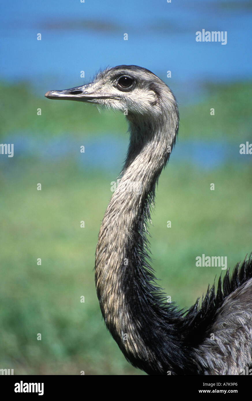 Greater Rhea (Rhea americana Stock Photo - Alamy