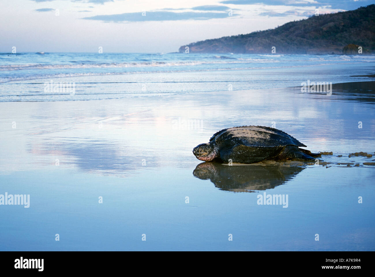 Leatherback turtle underwater hi-res stock photography and images - Alamy