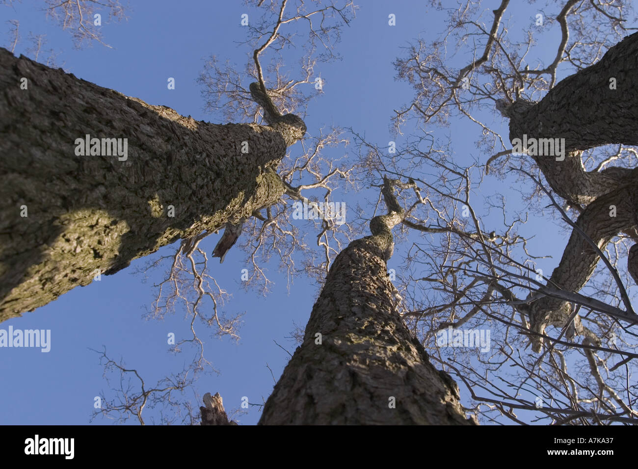 Horizontal branching pattern hi-res stock photography and images - Alamy