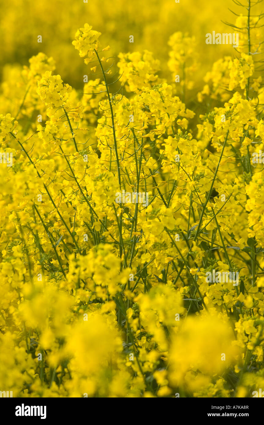 Yellow field of flowering rapeseed crop. UK Stock Photo - Alamy