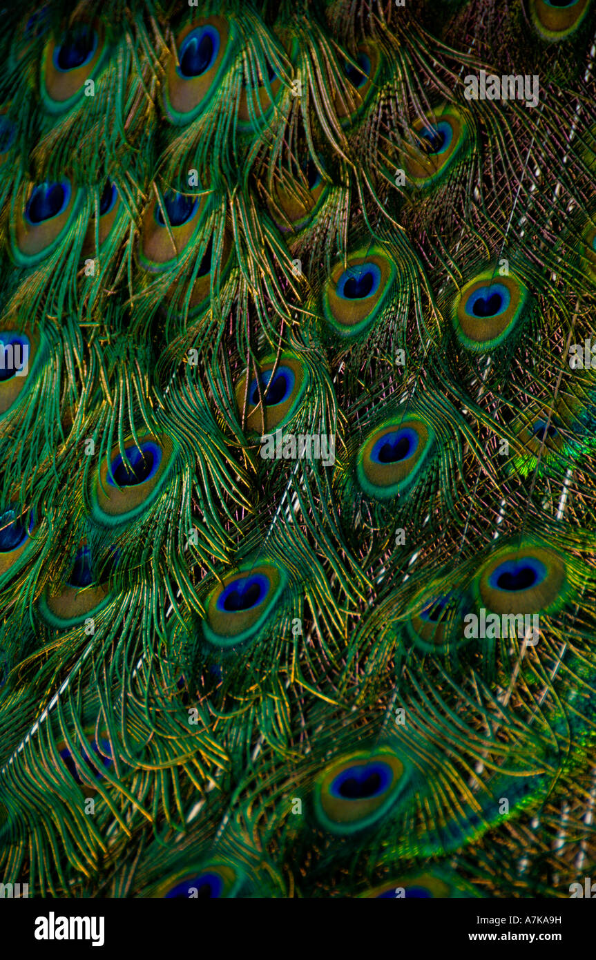 Close-up of a male peacock's tail feathers Stock Photo - Alamy
