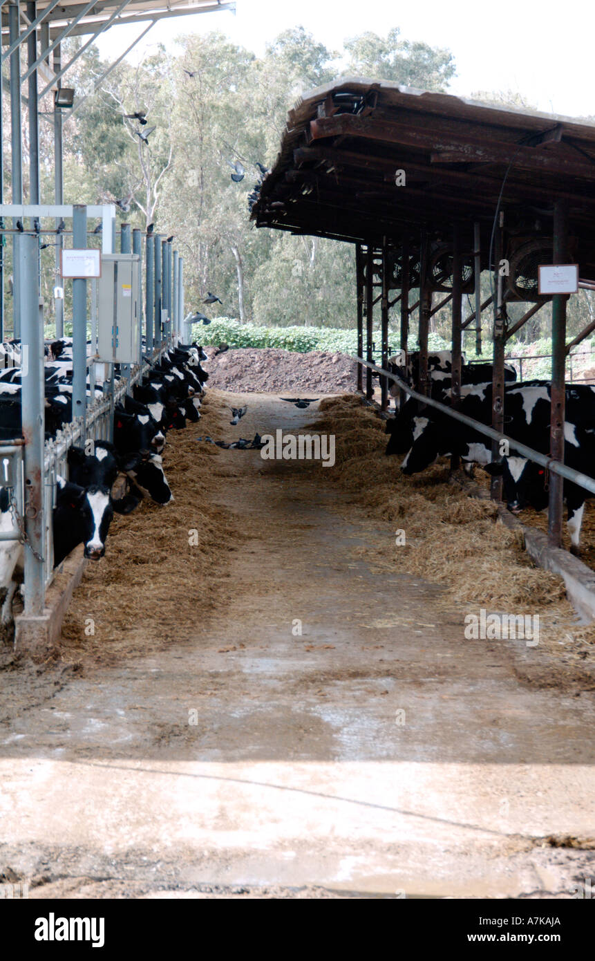 cows in an enclosure at a dairy farm Stock Photo - Alamy