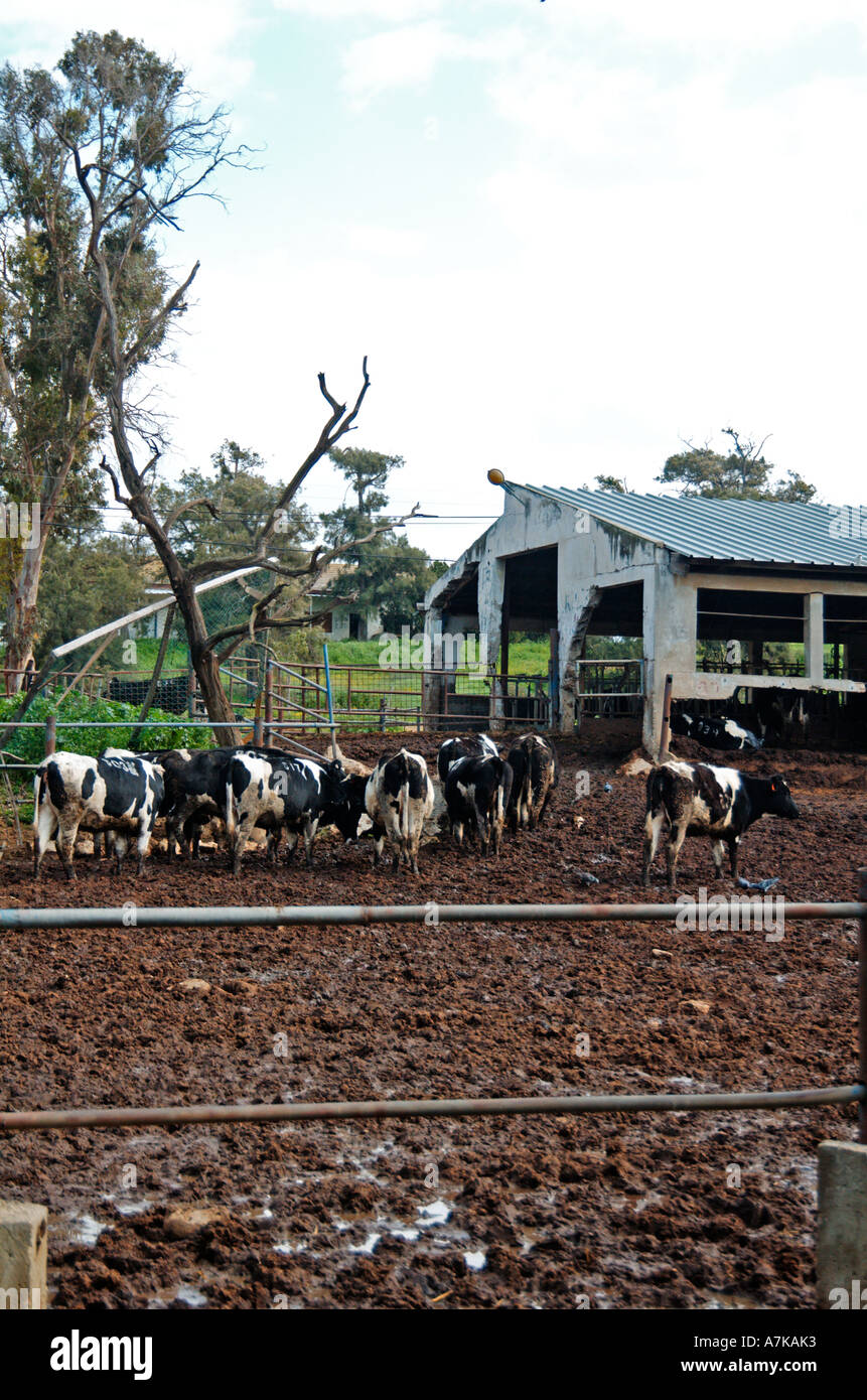 Young calves in an enclosure at a dairy farm Stock Photo - Alamy