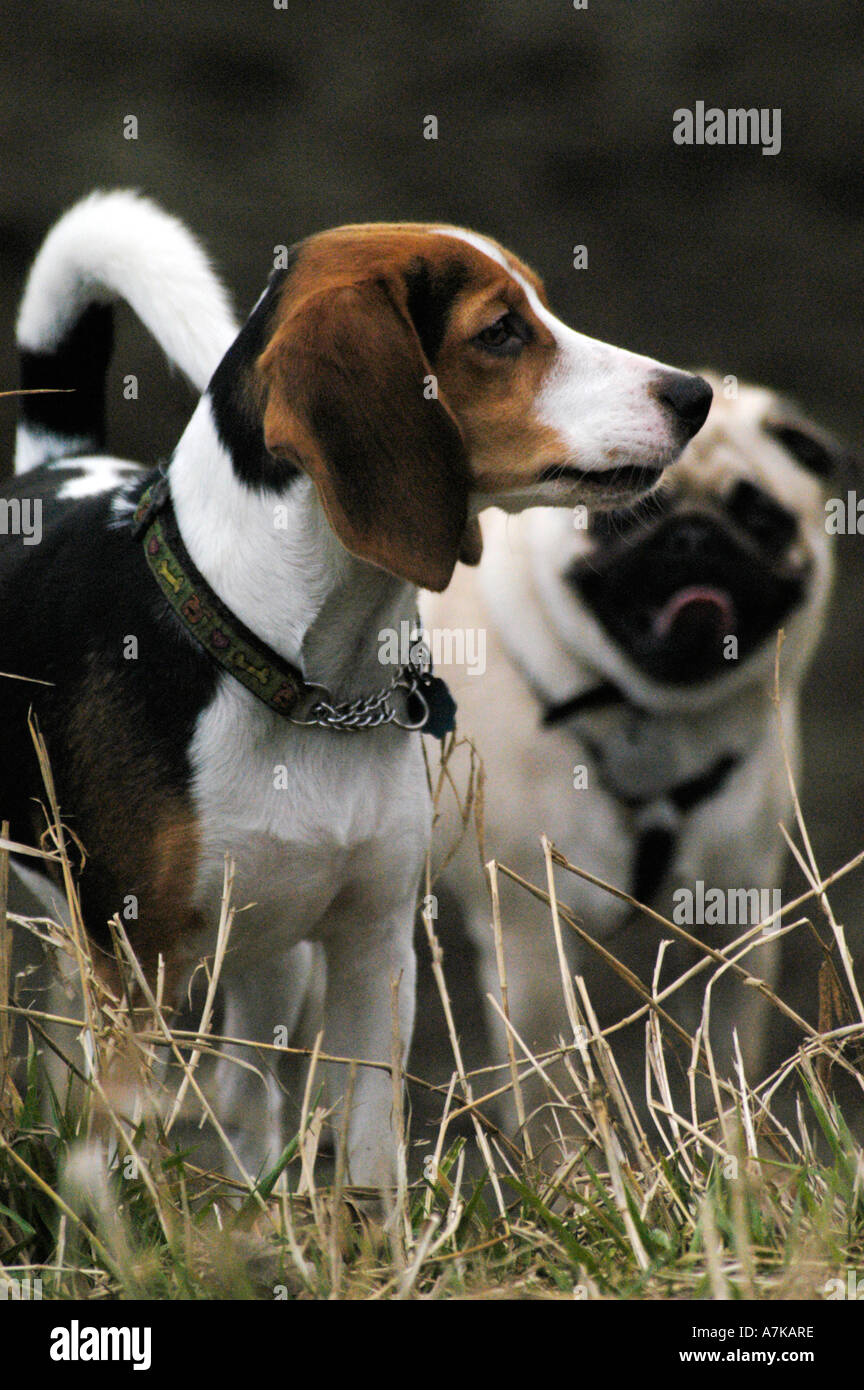 K9 beagle dog hi-res stock photography and images - Alamy