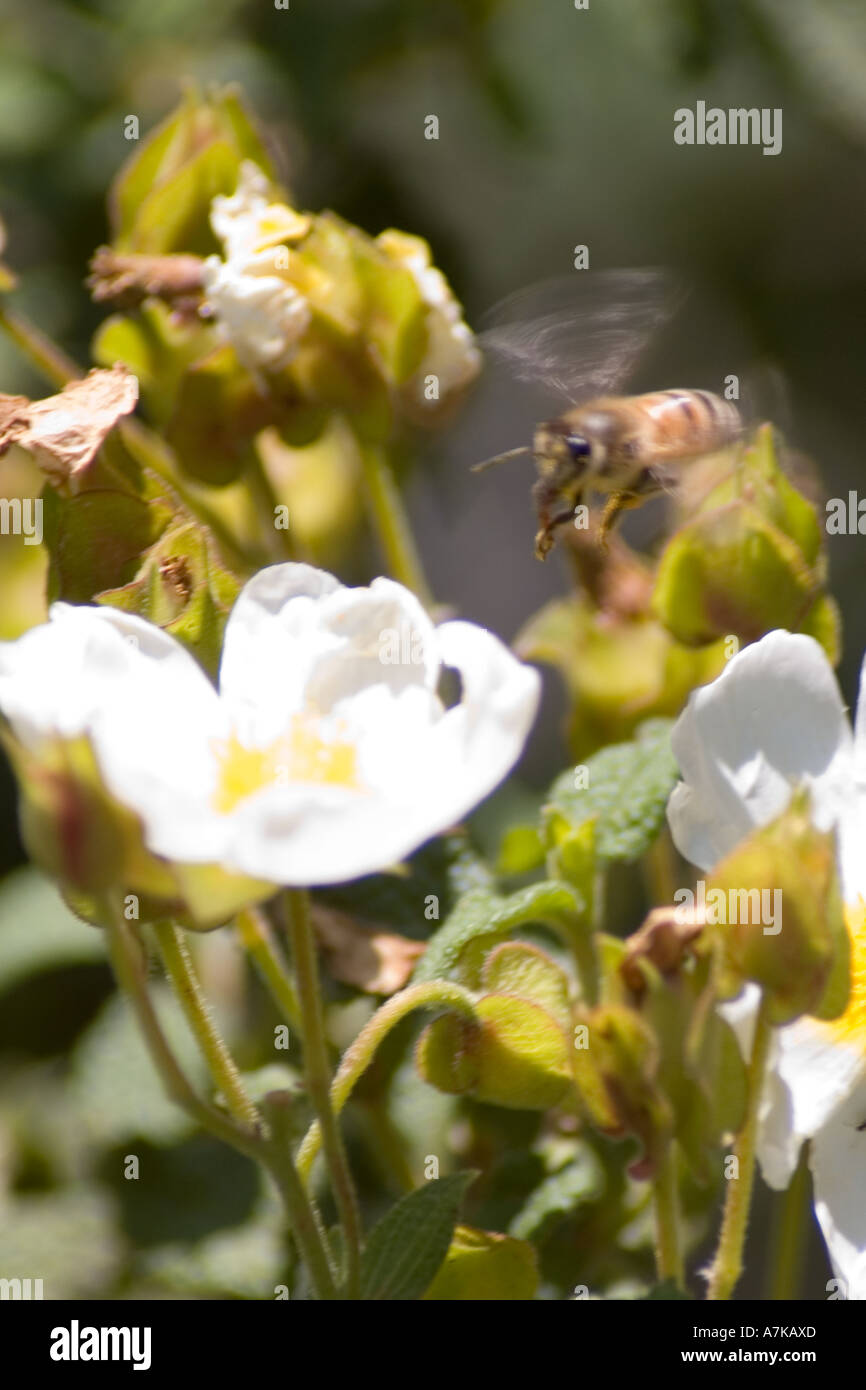 Bee in flight at a white flower Stock Photo - Alamy
