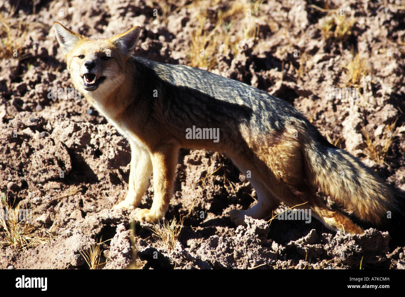 fox, near atacama desert, chile Stock Photo - Alamy