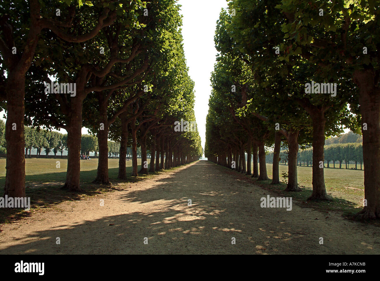 Shady path between the trees in the formal garden Grande Terrasse in ...
