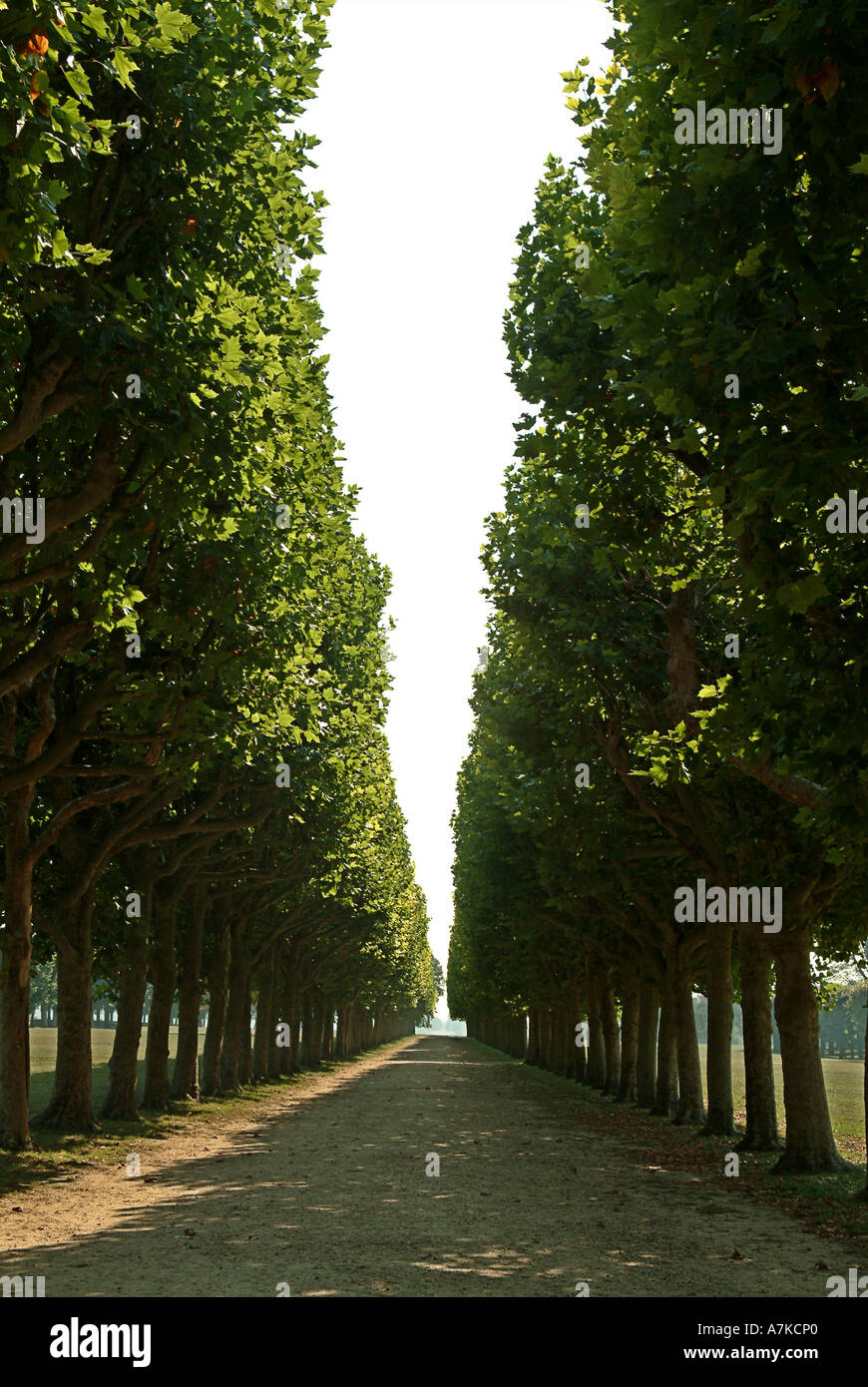 Shady path between the trees in the formal garden Grande Terrasse in ...