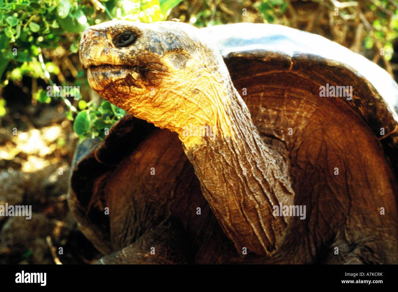 tortoise, galapagos, ecuador Stock Photo - Alamy