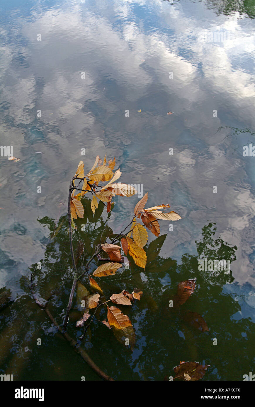 Sagging tree hi-res stock photography and images - Alamy