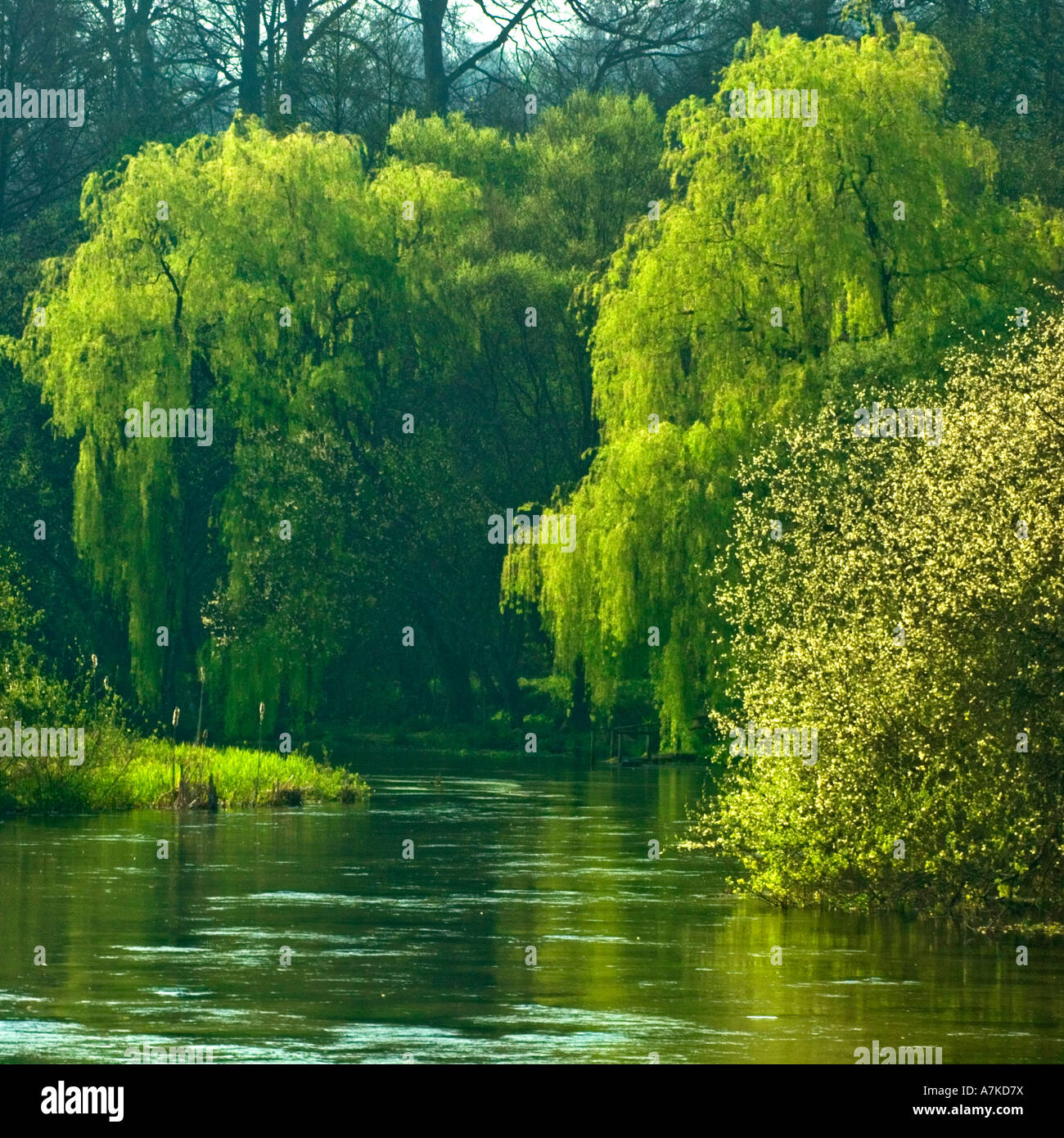 English willows hi-res stock photography and images - Alamy